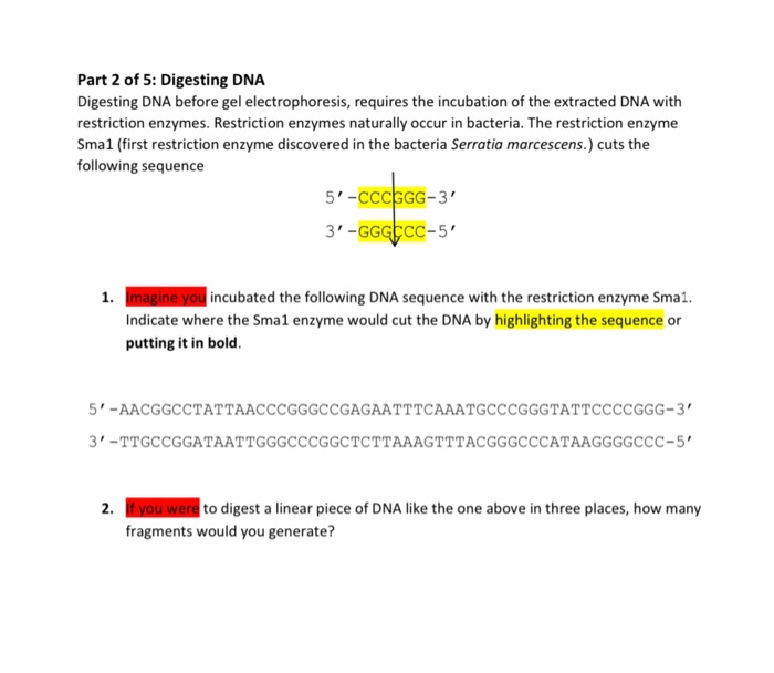 Solved Part 2 of 5: Digesting DNA Digesting DNA before gel | Chegg.com