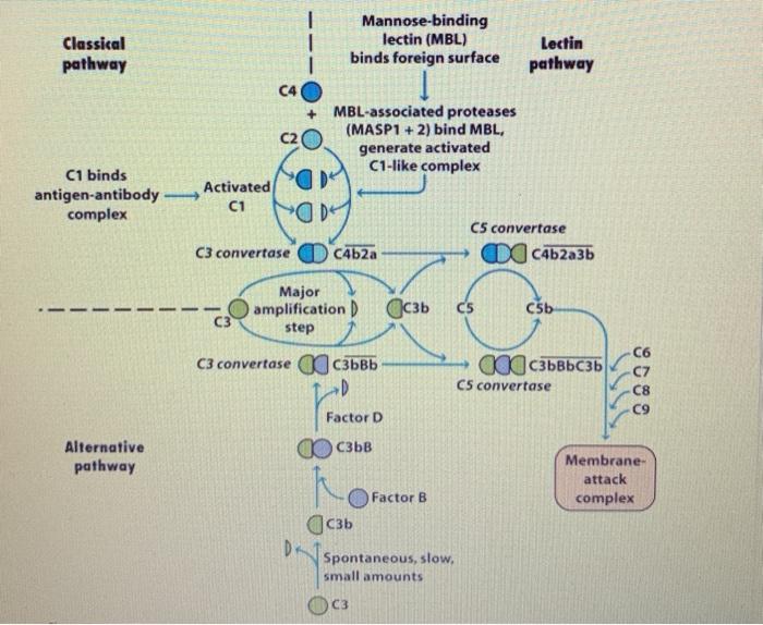 Solved Classical pathway Mannose-binding lectin (MBL) binds | Chegg.com