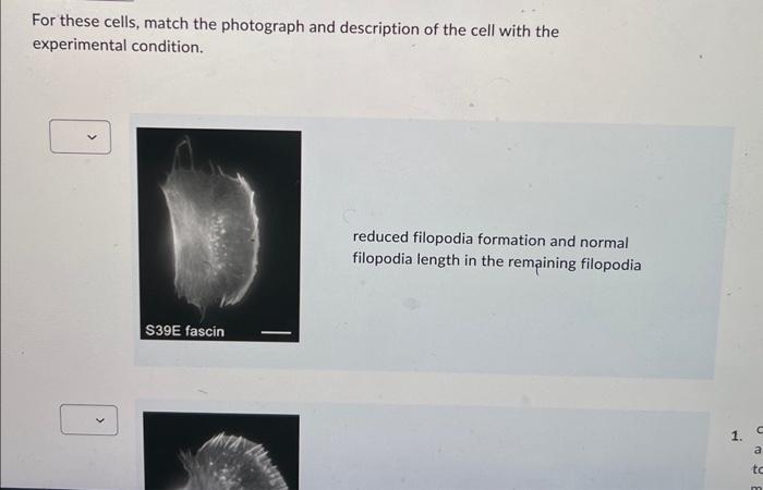 Solved reduced filopodia formation and normal filopodia | Chegg.com