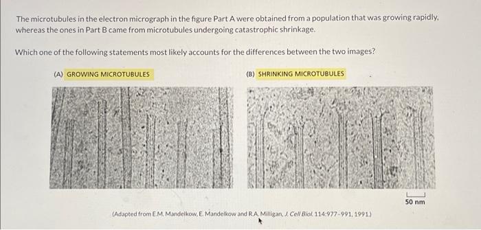 Solved The microtubules in the electron micrograph in the | Chegg.com