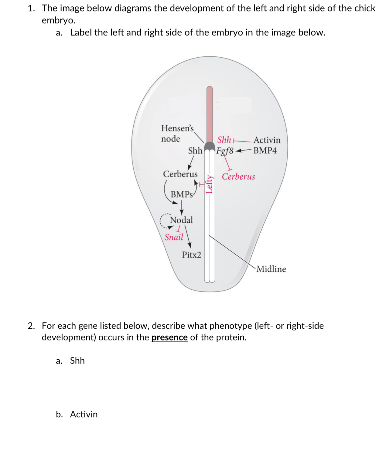 Solved The image below diagrams the development of the left | Chegg.com