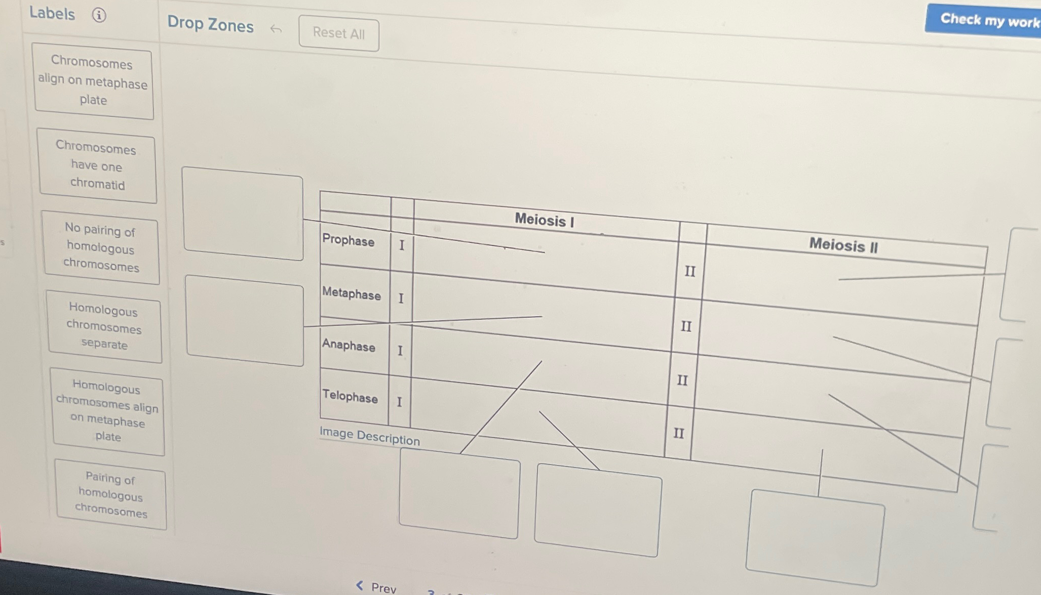 Solved Labels(i)Drop ZonesChromosomes align on metaphase | Chegg.com