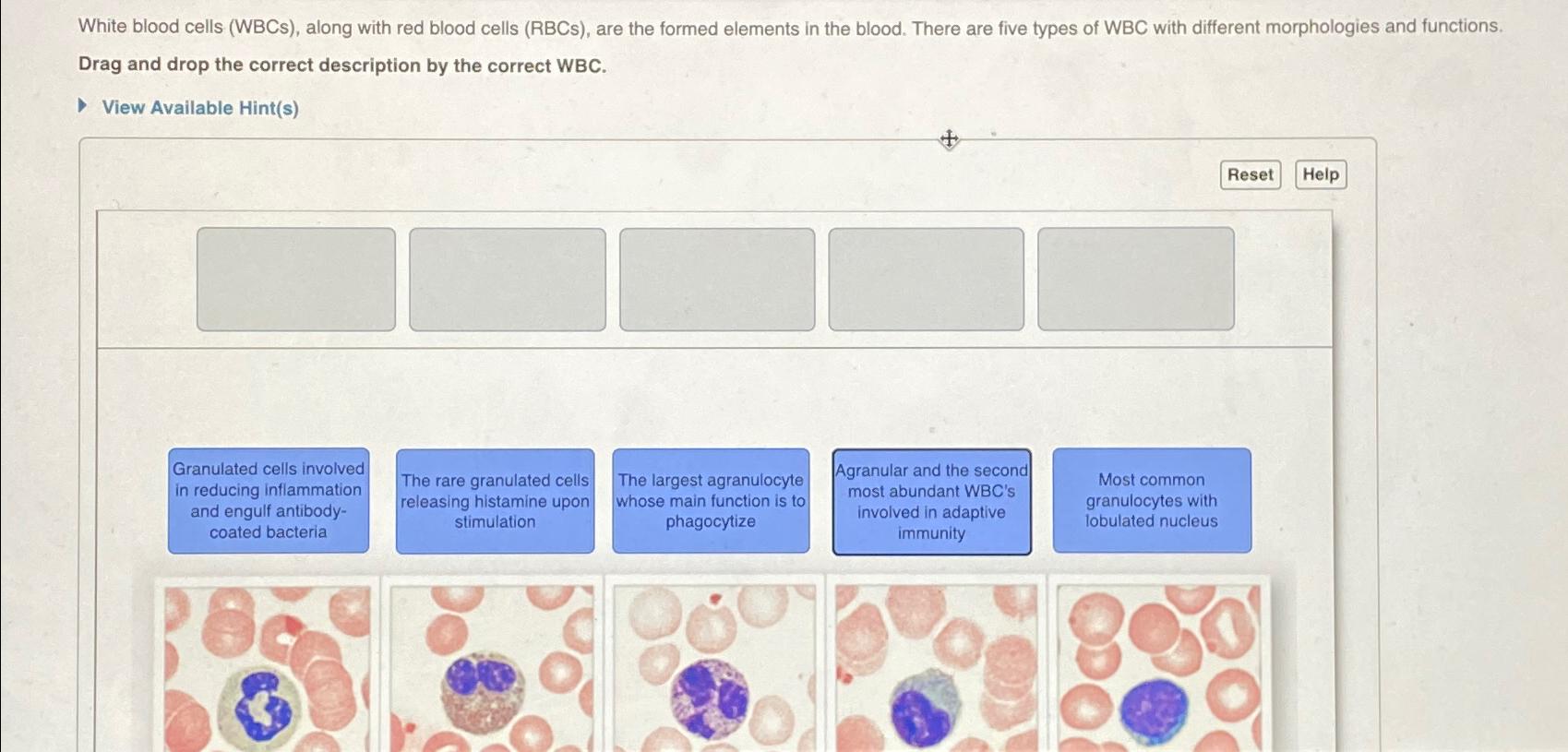 Solved White blood cells (WBCs), ﻿along with red blood cells | Chegg.com