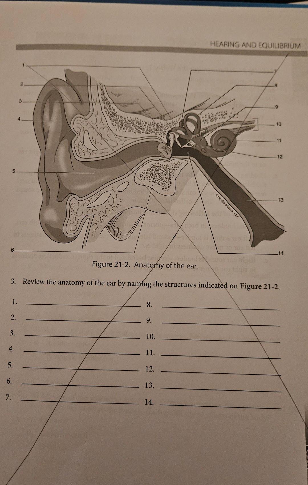 Solved Identify the following structures: auricle incus | Chegg.com