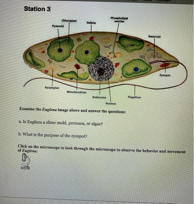 Solved Station 3 Phospholipid Vesides Chloroplast Pyrenoid | Chegg.com