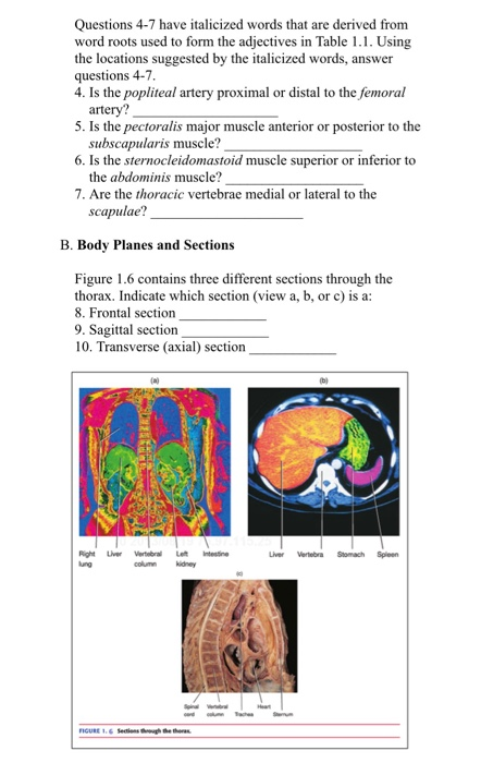Solved 1. Label Figure 1.1, with the appropriate anatomical | Chegg.com