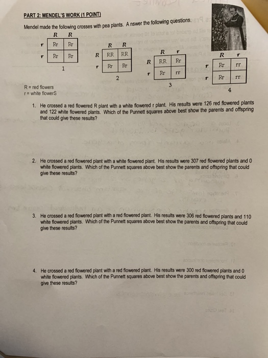 Solved PART 2: MENDEL'S WORK (1 POINT Mendel made the | Chegg.com