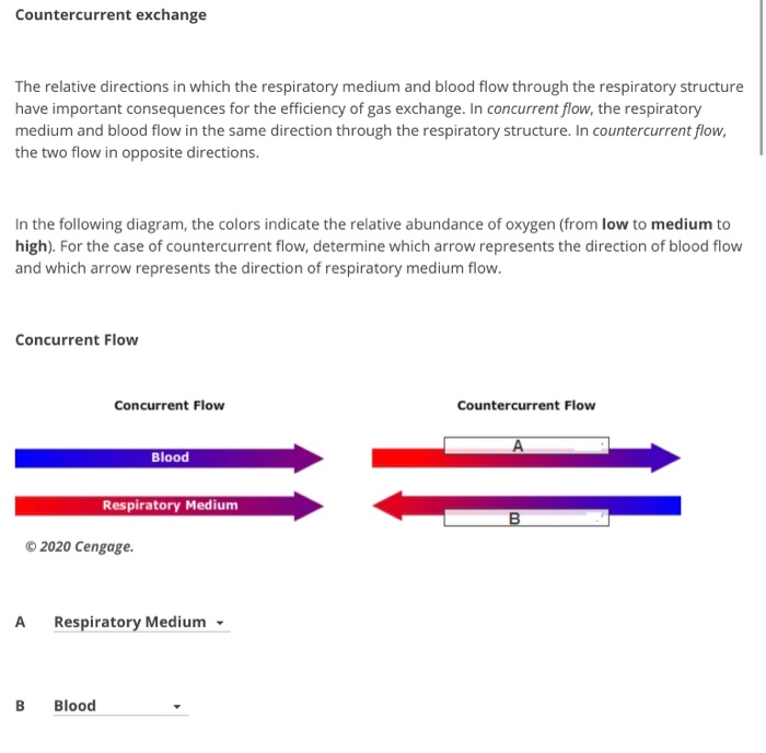 Solved: Countercurrent Exchange The Relative Directions In... | Chegg.com