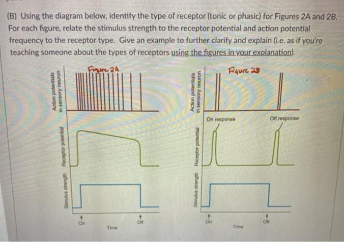 Solved (B) Using the diagram below, identify the type of | Chegg.com