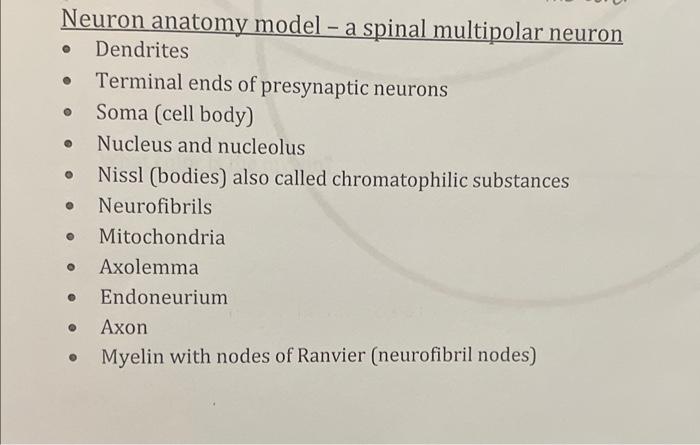 Solved Neuron anatomy model - a spinal multipolar neuron - | Chegg.com