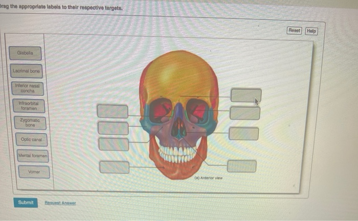 Drag The Appropriate Labels To Their Respective Targets Skull Drag The Appropriate Labels To Their Respective Targets Skull