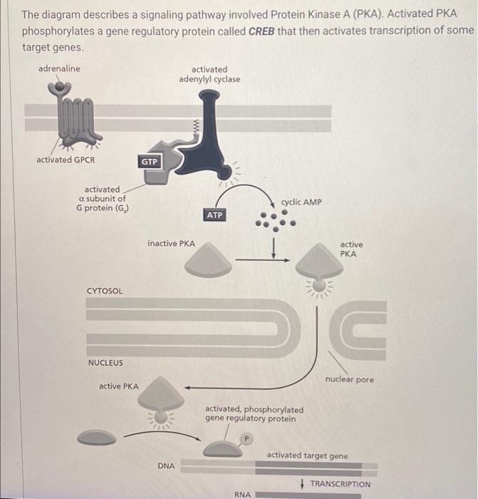Solved The diagram describes a signaling pathway involved | Chegg.com