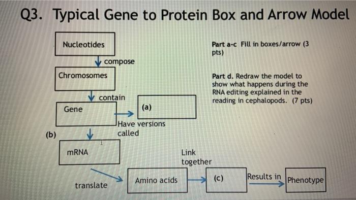 Solved Q3. Typical Gene to Protein Box and Arrow Model | Chegg.com
