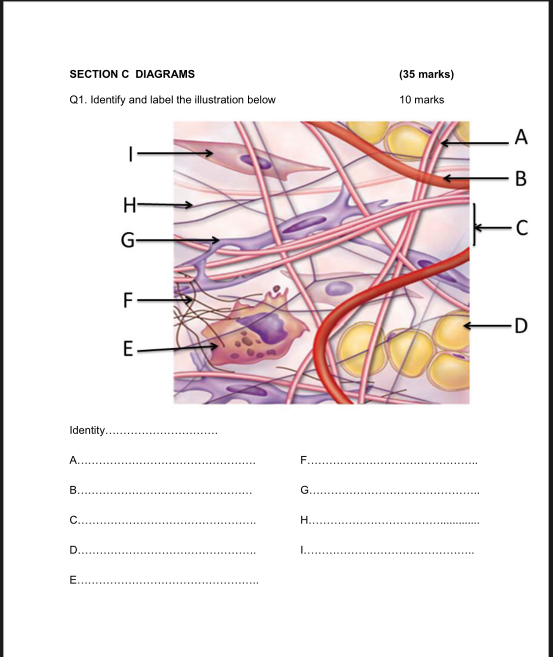 Solved SECTION C DIAGRAMS(35 ﻿marks)Q1. ﻿Identify and label | Chegg.com