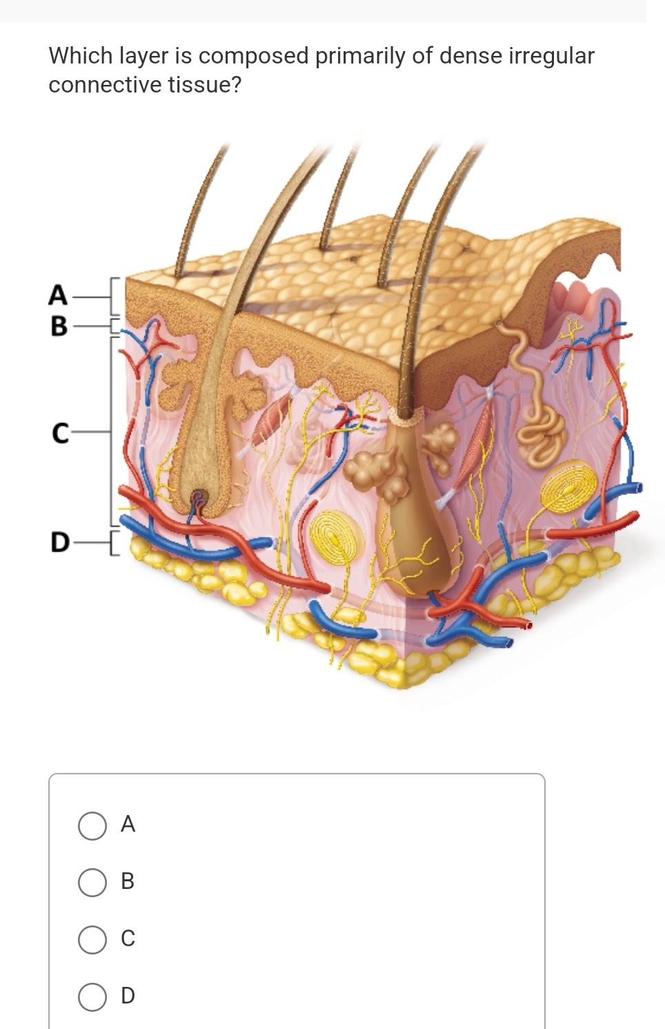Solved Which layer is composed primarily of dense irregular | Chegg.com Solved Which layer is composed primarily of dense irregular | Chegg.com