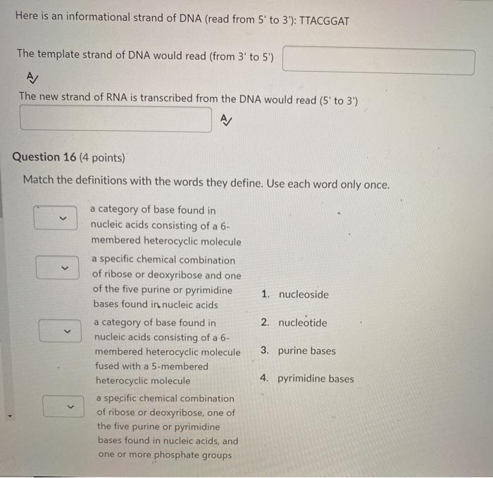 Solved Here is an informational strand of DNA (read from 5' | Chegg.com