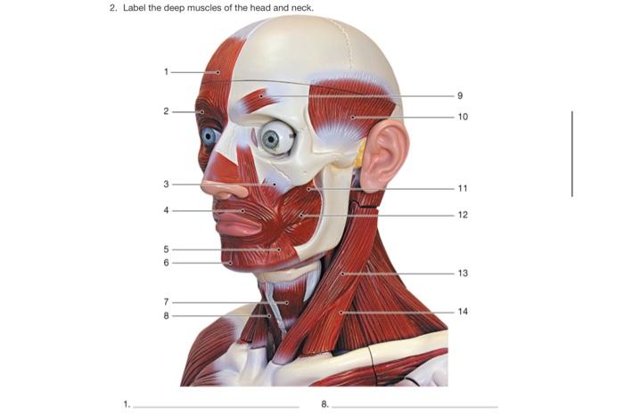 Solved 2. Label the deep muscles of the head and neck. 1. | Chegg.com