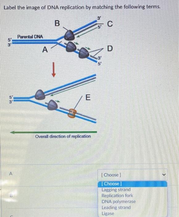 Solved Label the image of DNA replication by matching the | Chegg.com