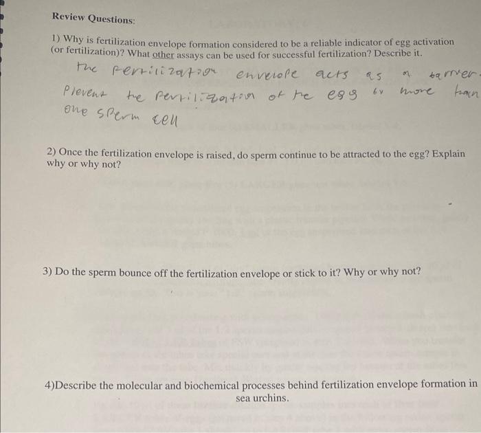 Solved Review Questions: 1) Why is fertilization envelope | Chegg.com