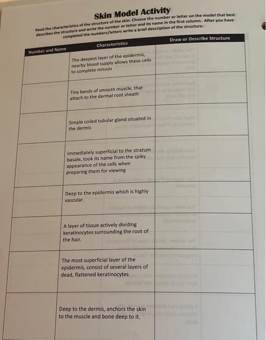 Skin Model Activity Burnt/Cancer Guided Aecding | Chegg.com