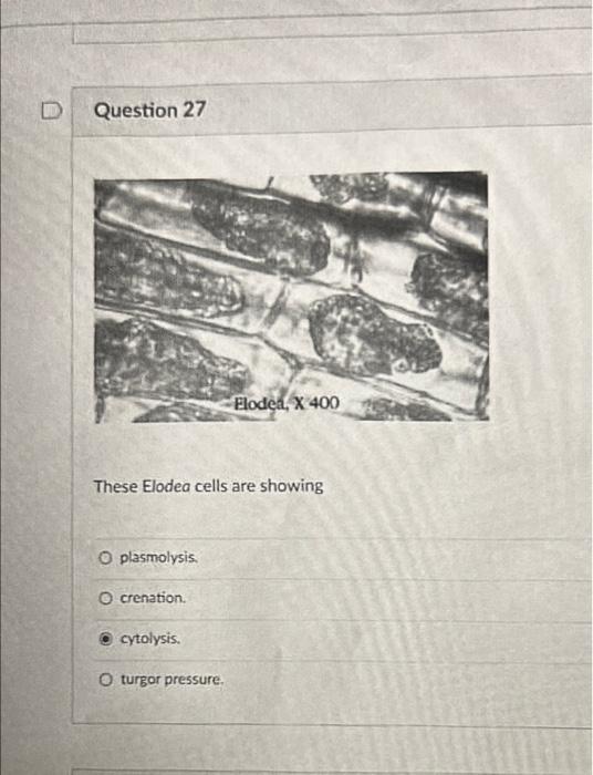 Solved Question 21 These Elodea cells are showing O | Chegg.com