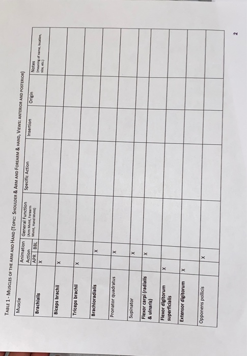 Solved TABLE 1. MUSCLES OF THE ARM AND HAND (TOPIC: SHOULDER | Chegg.com