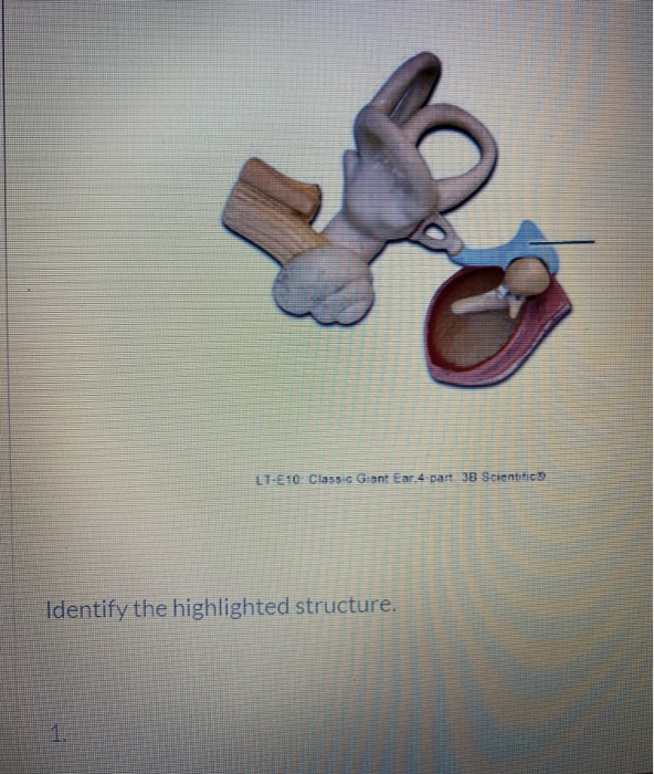 Solved LT-E10: Classic Giant Ear 4 part 3B Scientific | Chegg.com