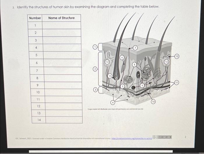 Solved 2 Identify the structures of human skin by examining | Chegg.com