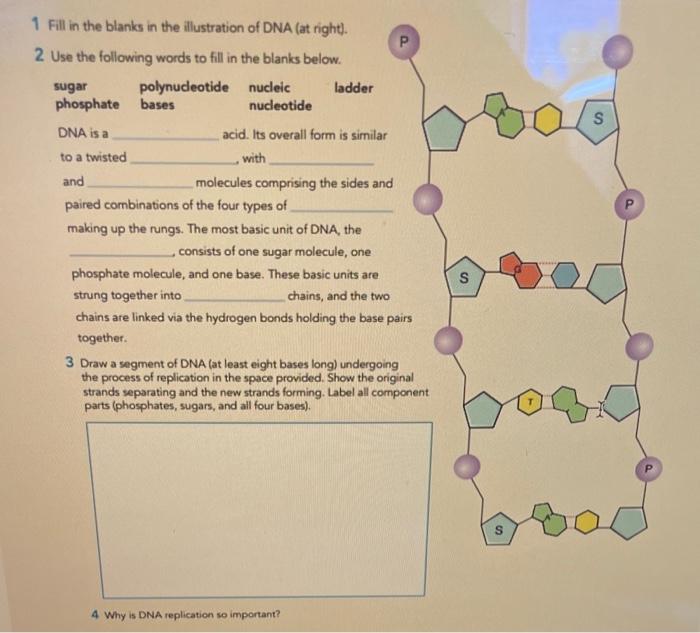 Solved 1 Fill in the blanks in the illustration of DNA (at | Chegg.com