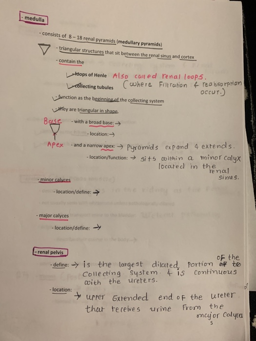 Solved medulla - consists of 8 - 18 renal pyramids | Chegg.com