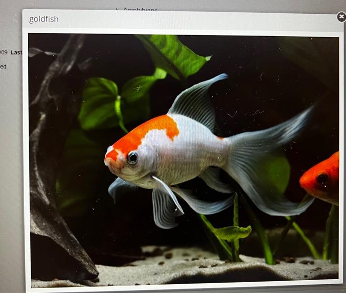 Solved Vertebrates Cartilaginous fish Bony fish goldfish | Chegg.com