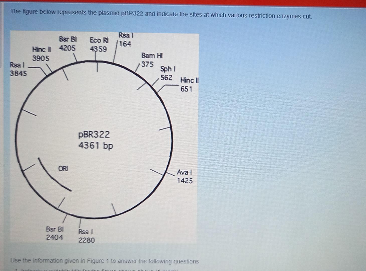 The figure below represents the plasmid PBR322 and | Chegg.com