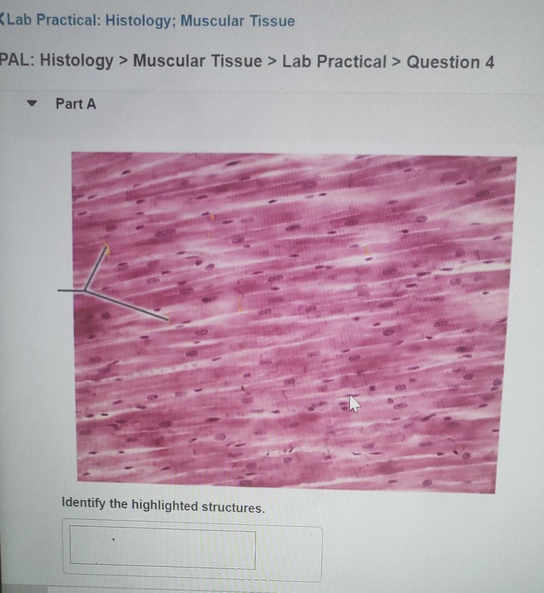 Solved _ab Practical: Histology; Muscular Tissue AL: | Chegg.com