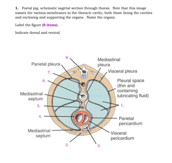 Solved 1. Foetal pig, schematic sagittal section through | Chegg.com