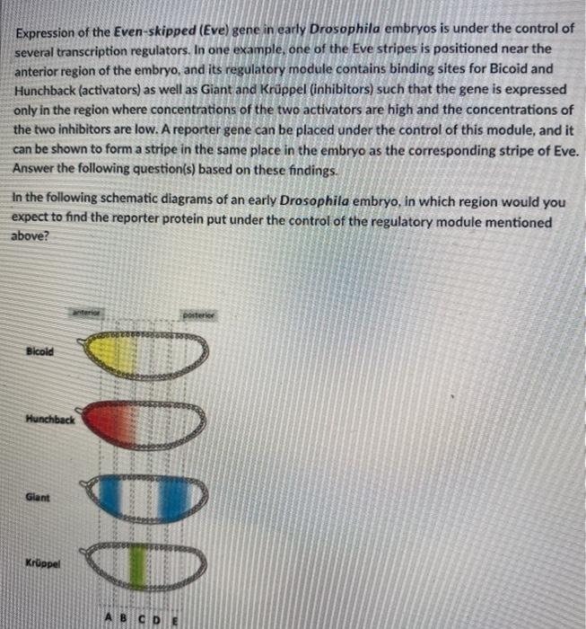 Solved Expression of the Even-skipped (Eve) gene in early | Chegg.com