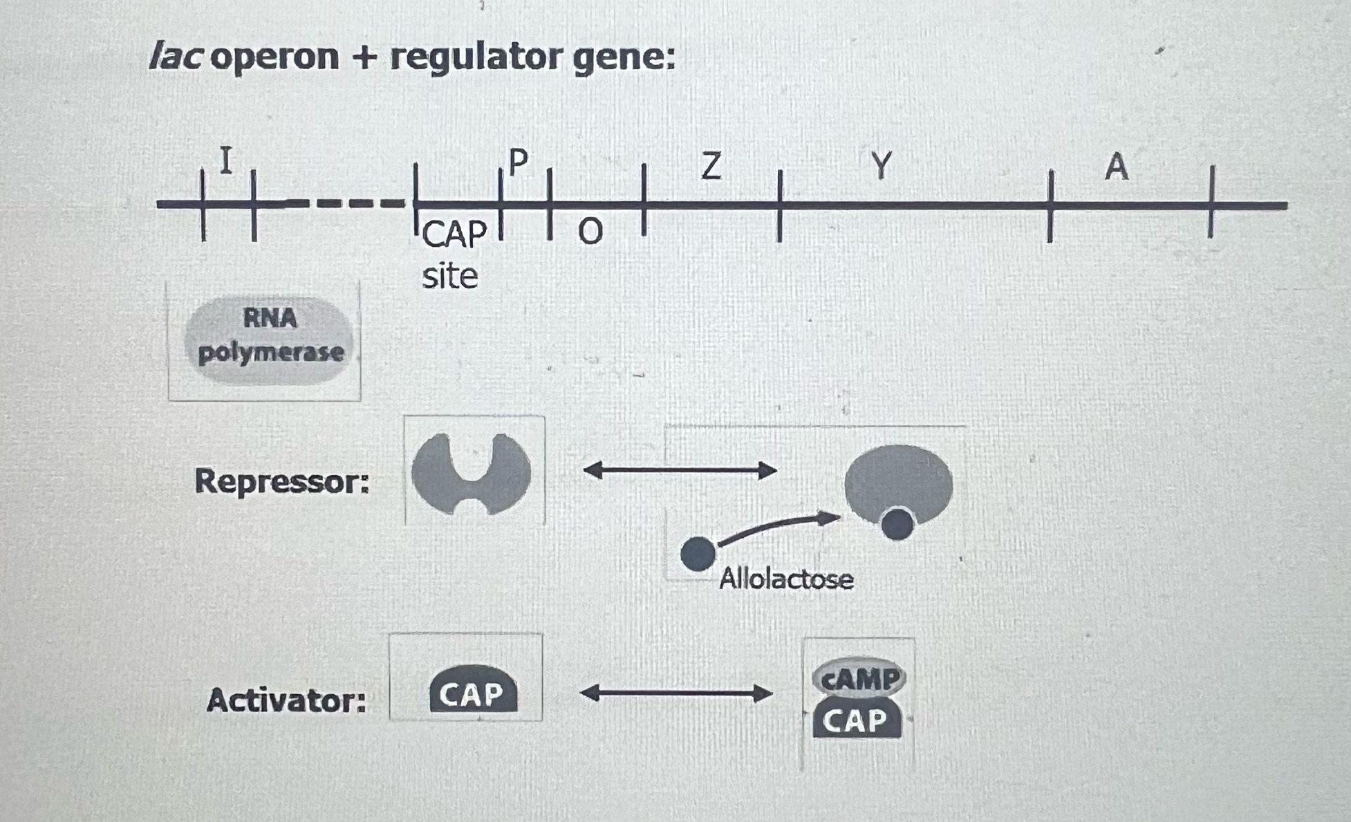 Solved Consider the schematic representation below of the | Chegg.com