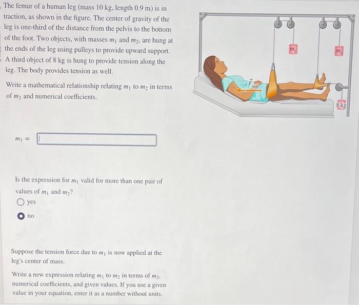 The femur of a human leg (mass 10 kg, length 0.9 m ) | Chegg.com