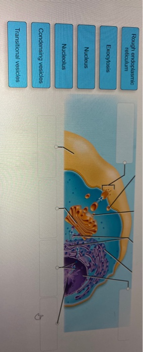 Solved Label the image to assess your knowledge of the | Chegg.com