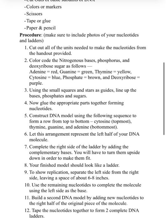 Modeling DNA Replication Introduction Within the | Chegg.com