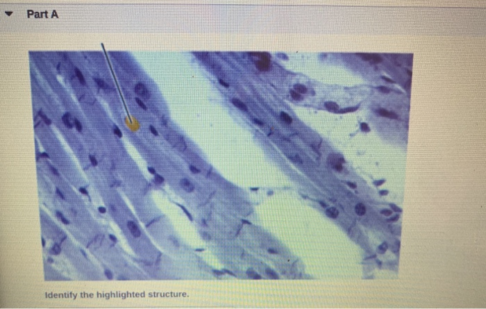 Solved Part A Identify the highlighted structure. | Chegg.com
