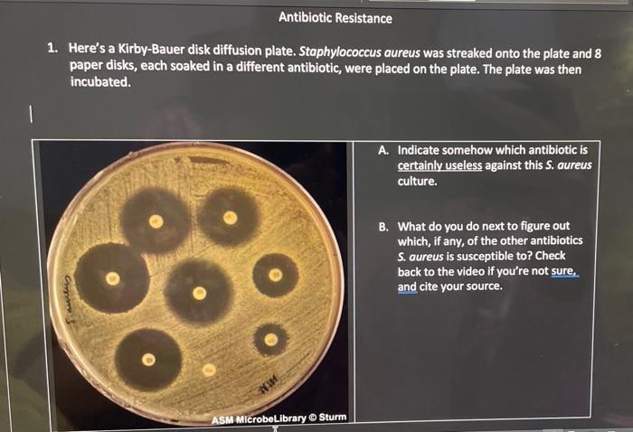 Antibiotic Resistance 1. Here's a Kirby-Bauer disk | Chegg.com