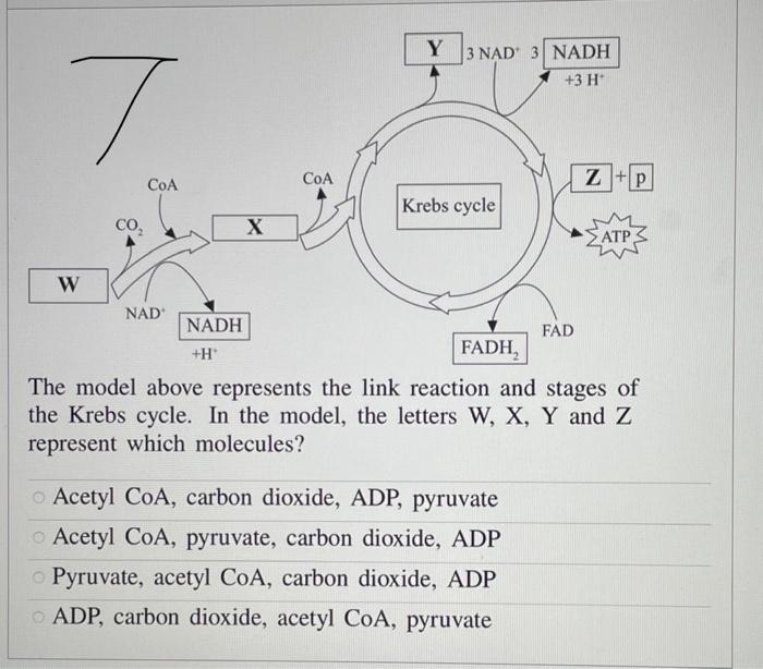 Solved This equation represents a process that occurs in | Chegg.com