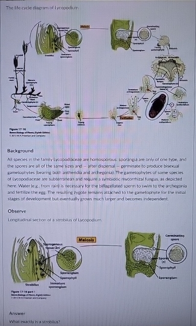 Solved The life cycle diagram of Lycopodium.BackgroundAll | Chegg.com