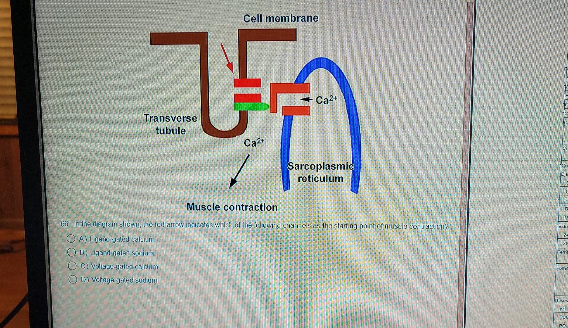 Solved Cell membrane 그 Ca2+ Transverse tubule u odolelől ) | Chegg.com