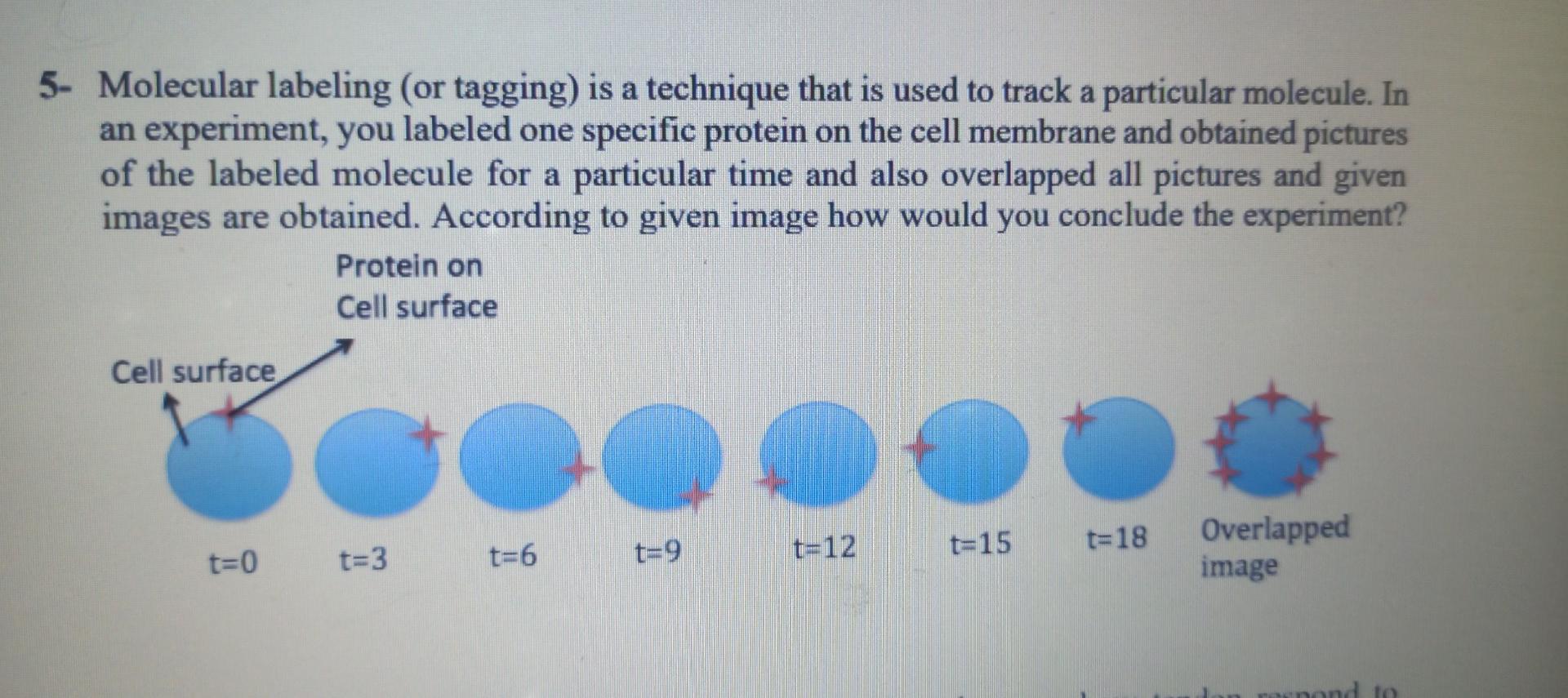 Solved 5- Molecular labeling (or tagging) is a technique | Chegg.com