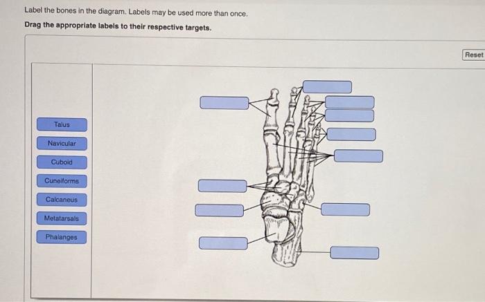 Label the bone markings in the diagram Drag the | Chegg.com