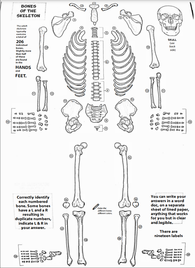 Solved Identify the labeled bones in the picture. | Chegg.com