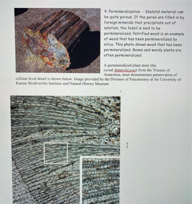 Solved Types of fossils There are many ways in which a | Chegg.com
