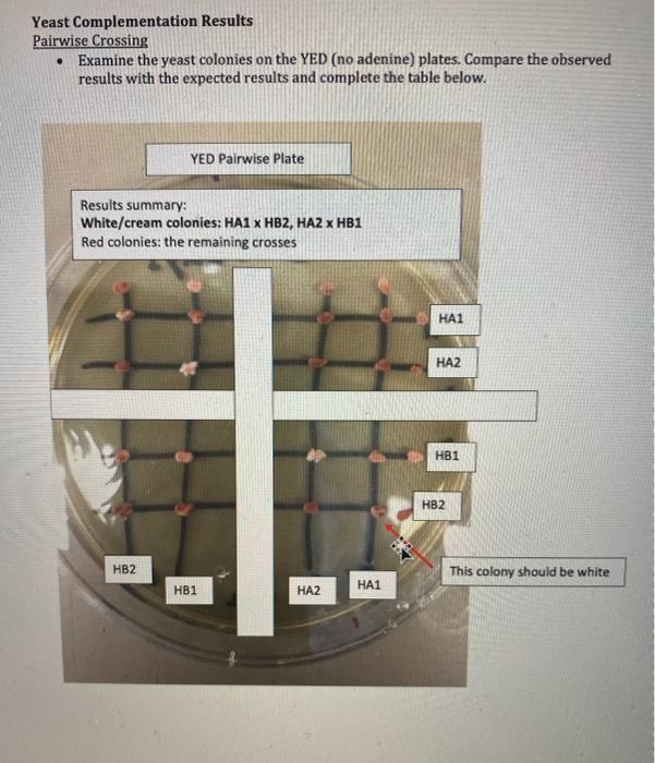 Yeast Complementation Results Paloma • Examine the | Chegg.com