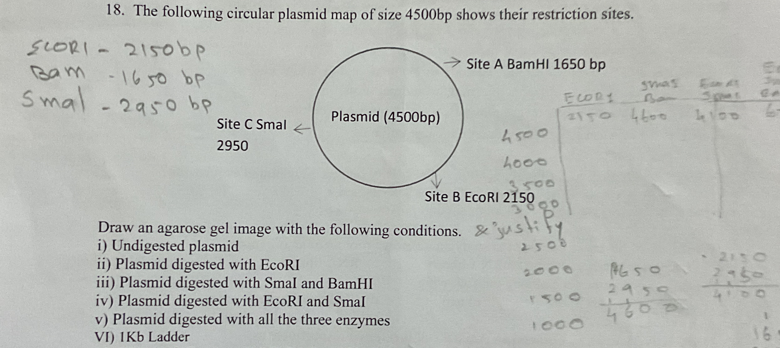Solved The following circular plasmid map of size 4500bp | Chegg.com